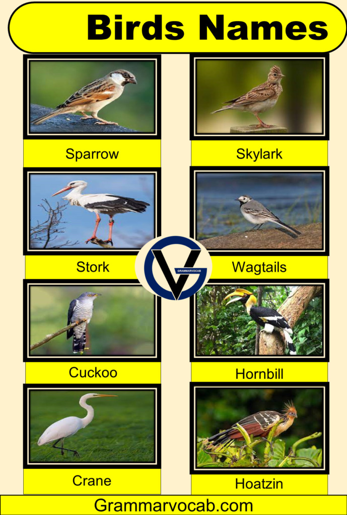 50+ Common birds names with pictures - Birds Vocabulary - GrammarVocab