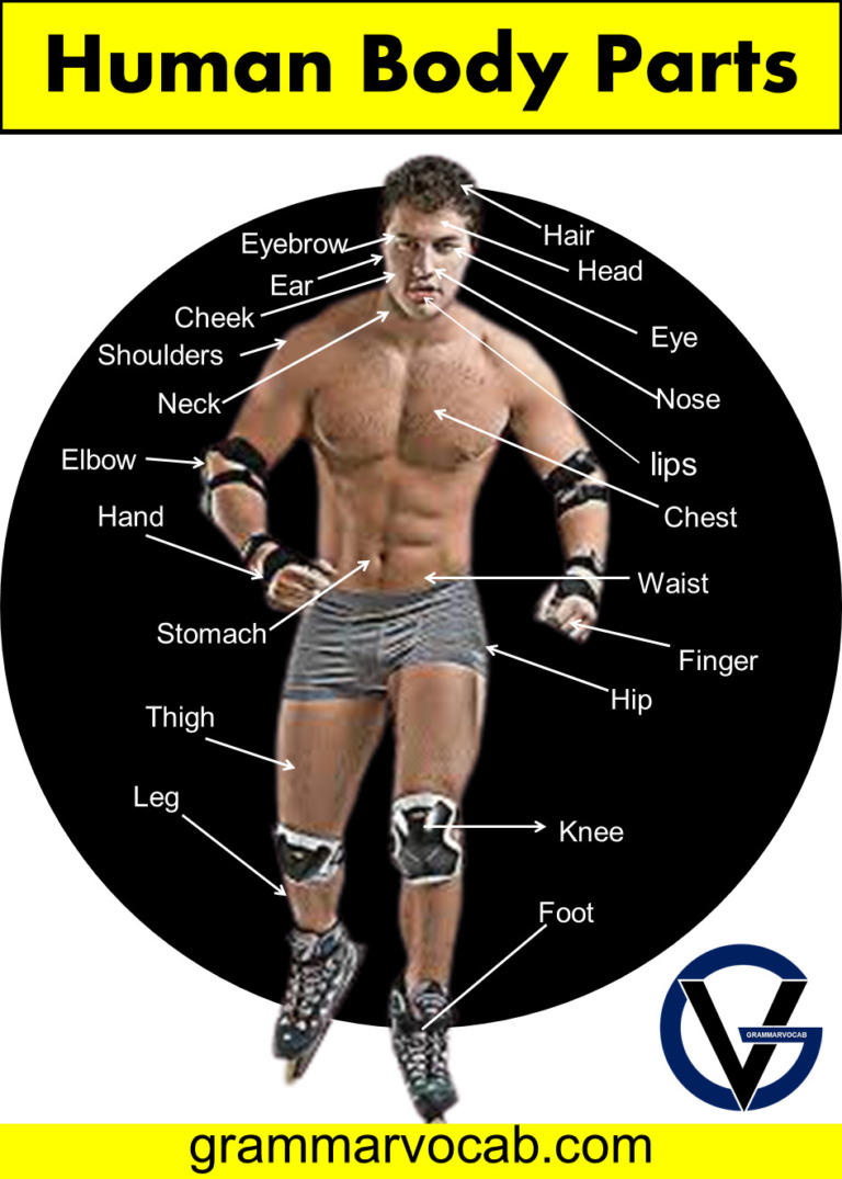 Human Body Parts in English With Images - GrammarVocab