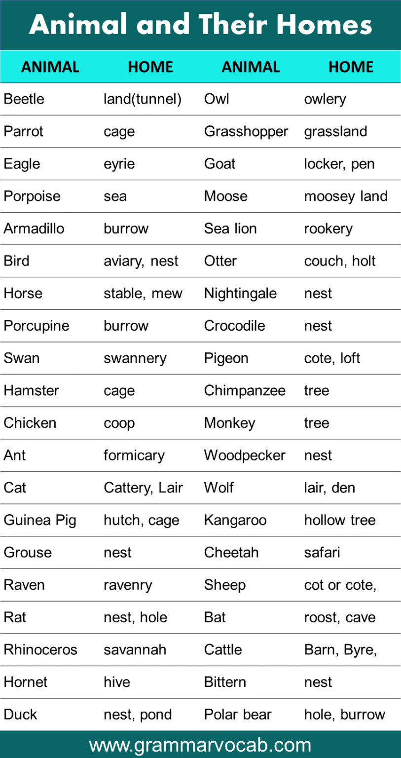 Animal and Their Homes Name | Pictures - GrammarVocab