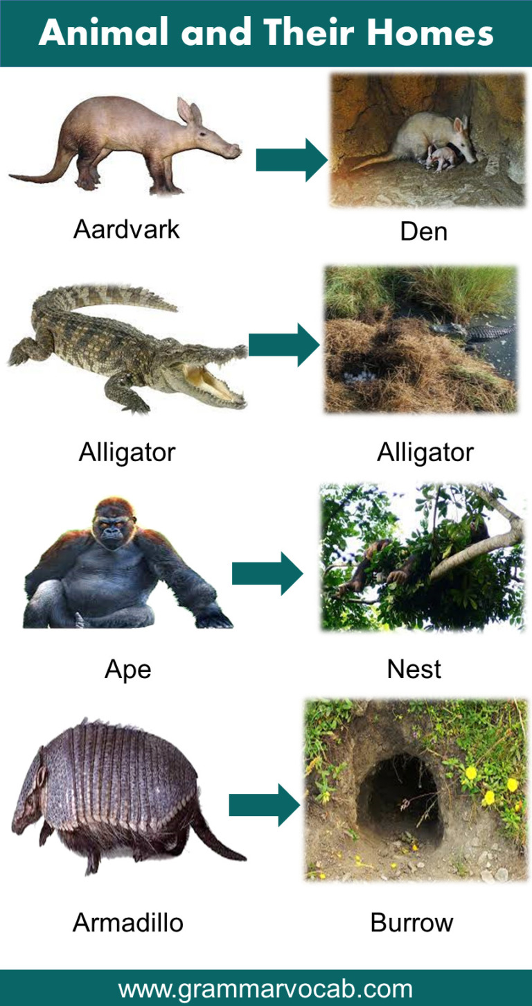 Animal and Their Homes Name | Pictures - GrammarVocab