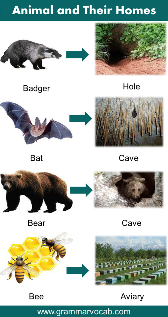 Animal and Their Homes Name | Pictures - GrammarVocab