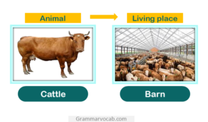 Animal and Their Homes Name | Pictures - GrammarVocab