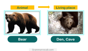 Animal and Their Homes Name | Pictures - GrammarVocab