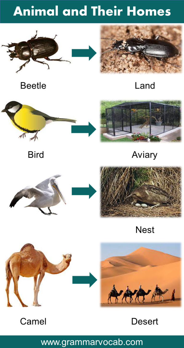 Animal and Their Homes Name | Pictures - GrammarVocab