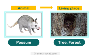 Animal and Their Homes Name | Pictures - GrammarVocab