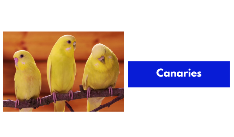 Exotic Birds Names And Pictures | PDF - GrammarVocab