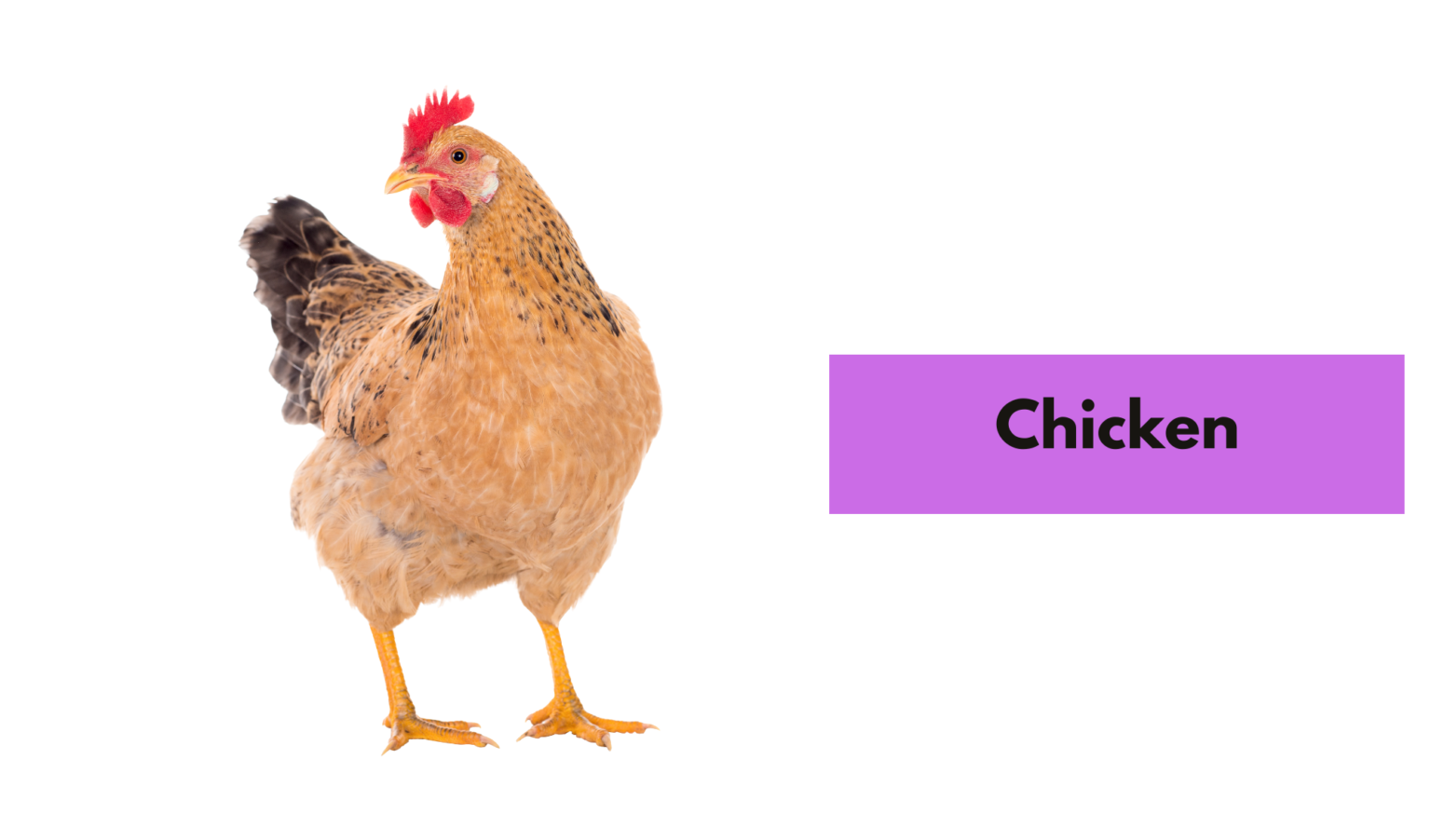 Farm Animals: All Farm Animals List & Pictures | PDF - GrammarVocab