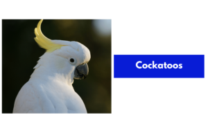 Exotic Birds Names And Pictures | PDF - GrammarVocab