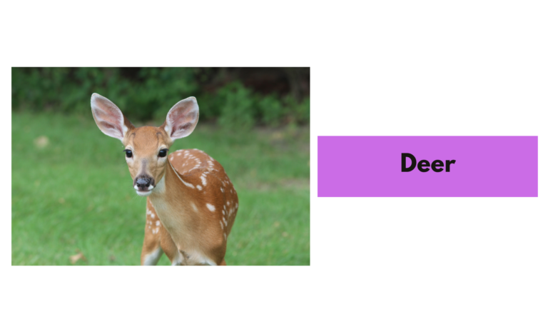 Farm Animals: All Farm Animals List & Pictures | PDF - GrammarVocab