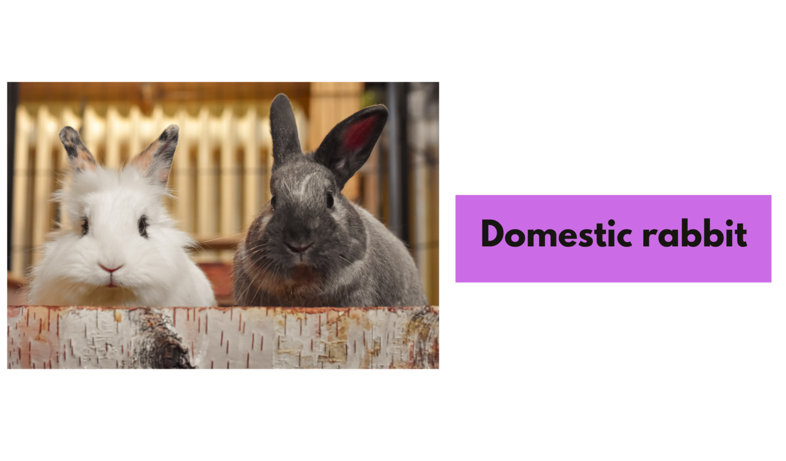 Farm Animals: All Farm Animals List & Pictures | PDF - GrammarVocab