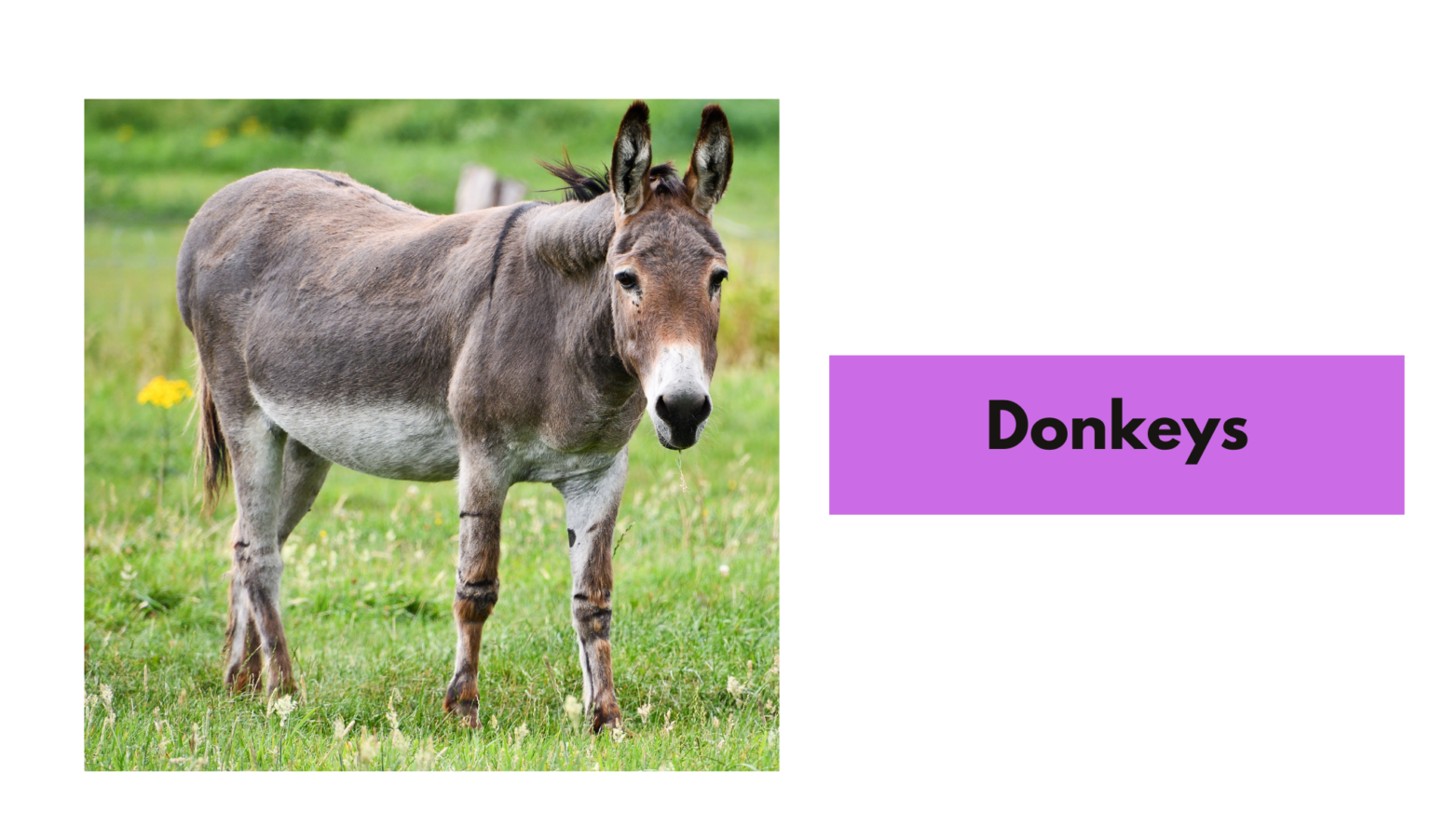 Farm Animals: All Farm Animals List & Pictures | PDF - GrammarVocab
