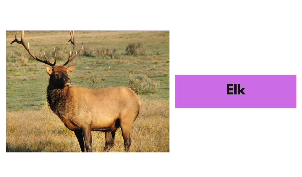 Farm Animals: All Farm Animals List & Pictures | PDF - GrammarVocab