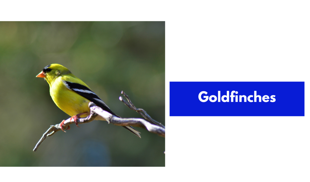 Exotic Birds Names And Pictures | PDF - GrammarVocab