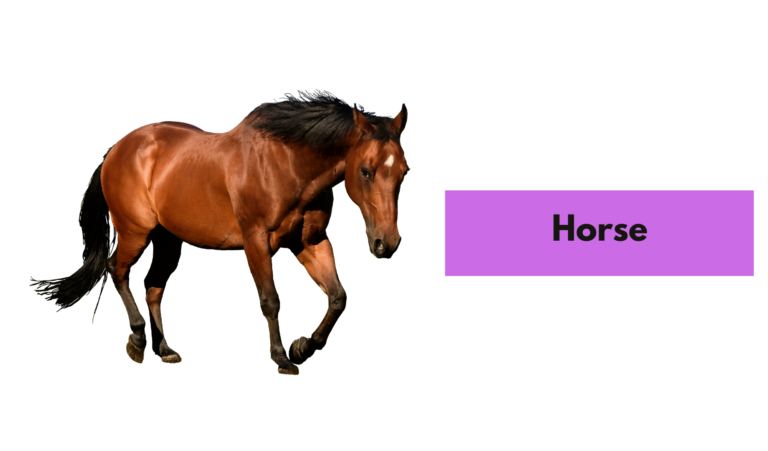 Farm Animals: All Farm Animals List & Pictures | PDF - GrammarVocab