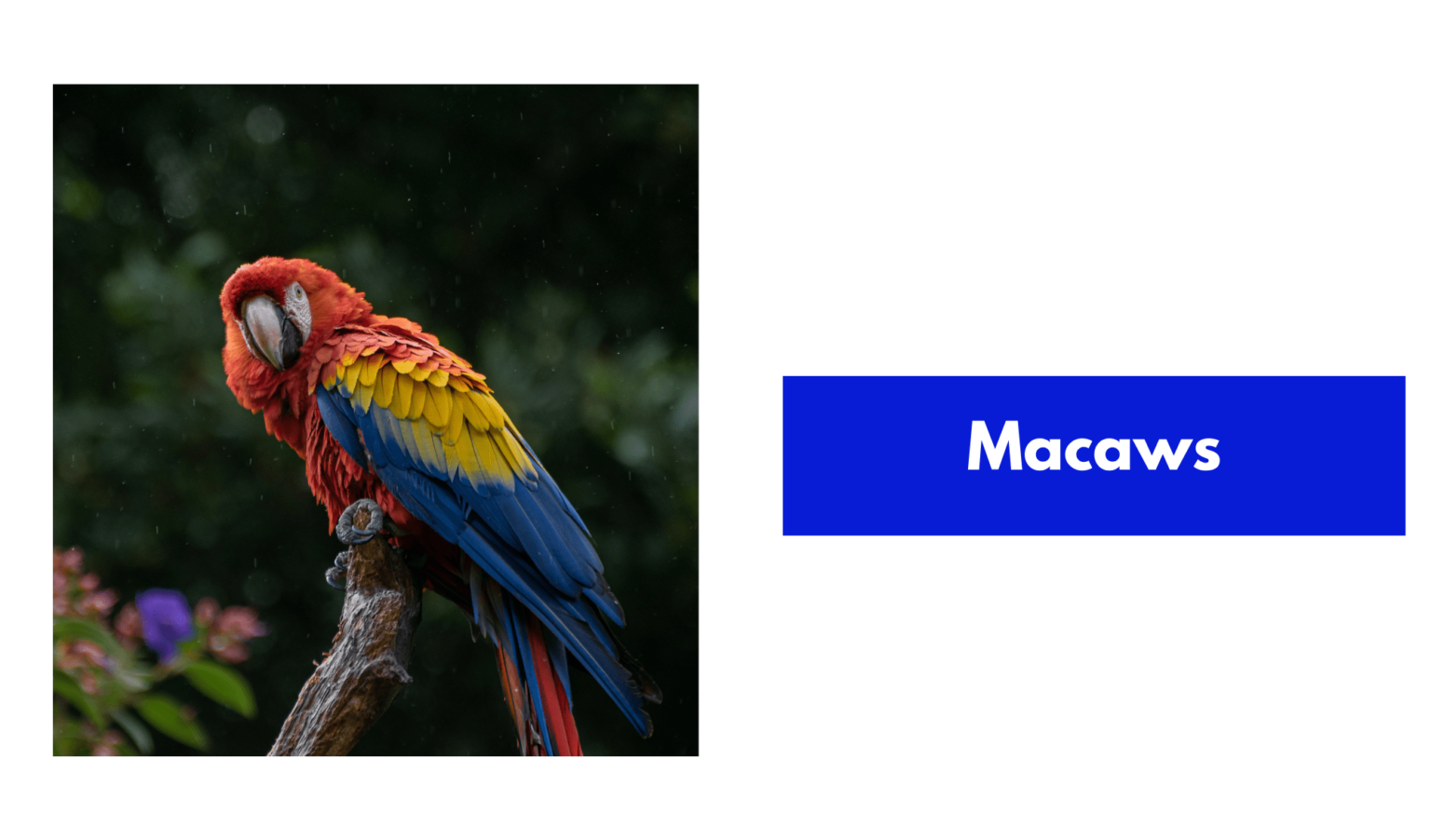 Exotic Birds Names And Pictures | PDF - GrammarVocab
