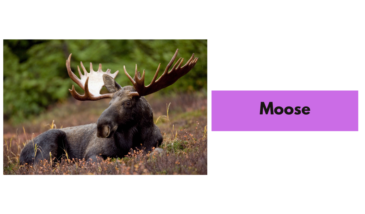 Farm Animals: All Farm Animals List & Pictures | PDF - GrammarVocab