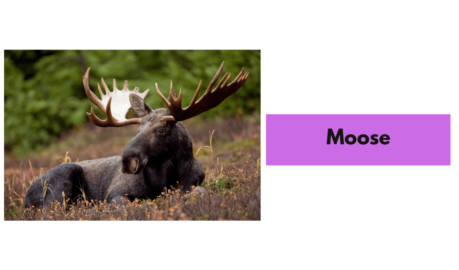 Farm Animals: All Farm Animals List & Pictures | PDF - GrammarVocab