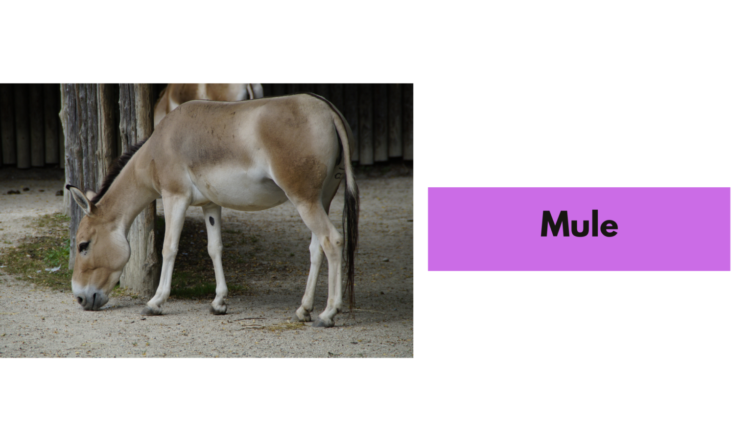 Farm Animals: All Farm Animals List & Pictures | PDF - GrammarVocab