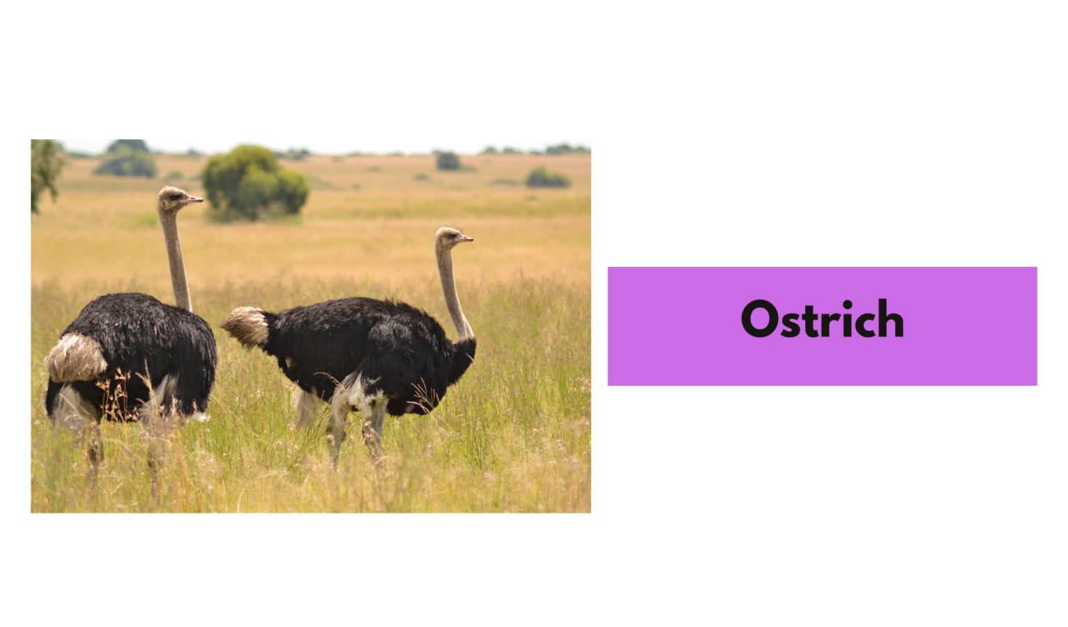 Farm Animals: All Farm Animals List & Pictures | PDF - GrammarVocab