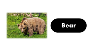 All Animals That Start With B List And Images - GrammarVocab