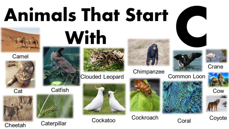 Animals That Start With C: Facts & Images - GrammarVocab