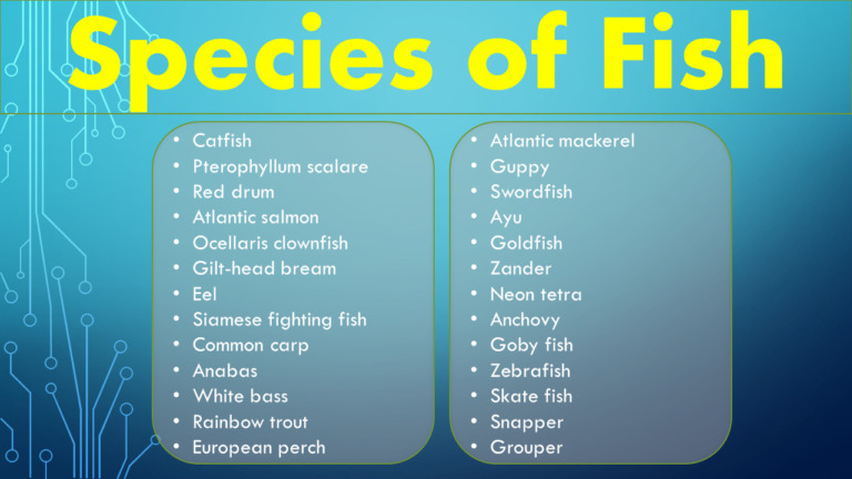 Different Species of Fish & Facts - GrammarVocab