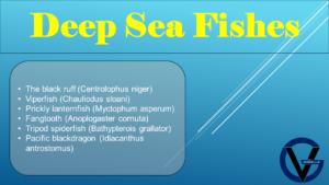 Deep Sea Fishes List - Fish that Names Live in the Deep Sea - GrammarVocab
