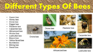 What Are the Different Types of Bees - GrammarVocab