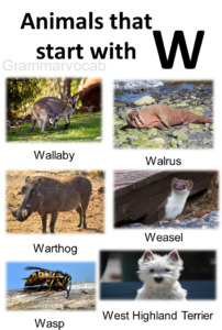 Animals That Begin With W - GrammarVocab