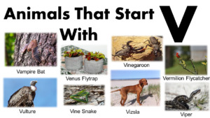 Animals That Begin With V - GrammarVocab