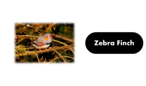 Animals That Begin With Z - Facts And Pictures - GrammarVocab