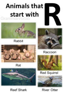 Animals That Begin With R | Pictures | PDF - GrammarVocab