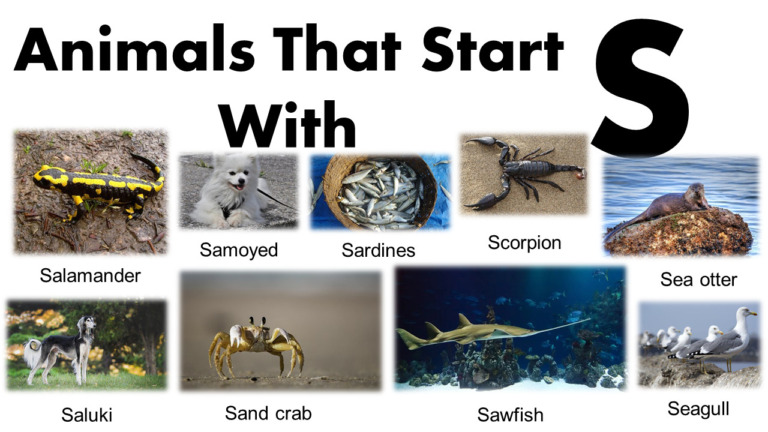 Animals That Begin With S | Pictures - GrammarVocab