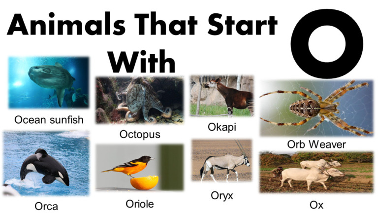 Animals That Begin With O With Pictures - GrammarVocab