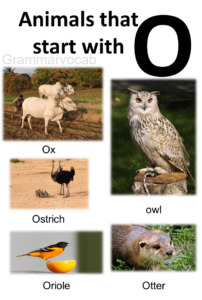 Animals That Begin With O With Pictures - GrammarVocab