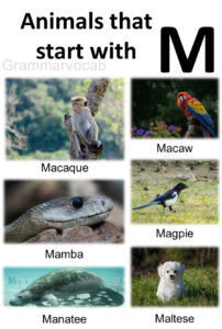 Animals That Begin With M List With Images - GrammarVocab