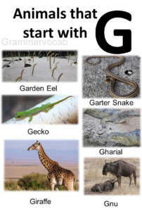 List Of Animals That Begin With G: Animals Name With Images - GrammarVocab