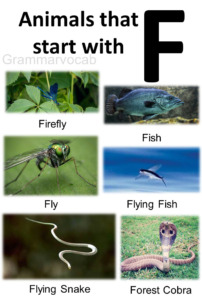 Amazing Animals That Begin With F: Animals Name With Pictures | PDF ...