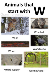 Animals That Begin With W - GrammarVocab