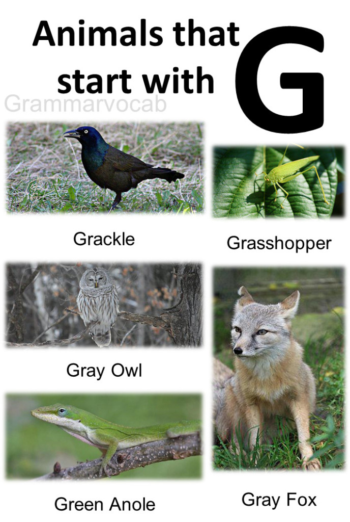 List Of Animals That Begin With G: Animals Name With Images - GrammarVocab