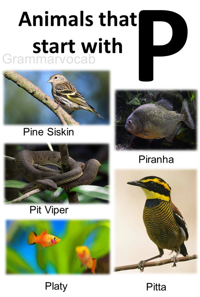 Animals That Start With P | Images - GrammarVocab