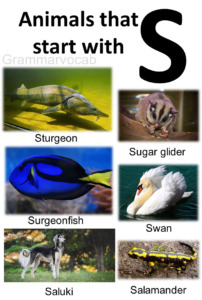 Animals That Begin With S | Pictures - GrammarVocab