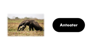 All Animals That Start With A List And Images - GrammarVocab