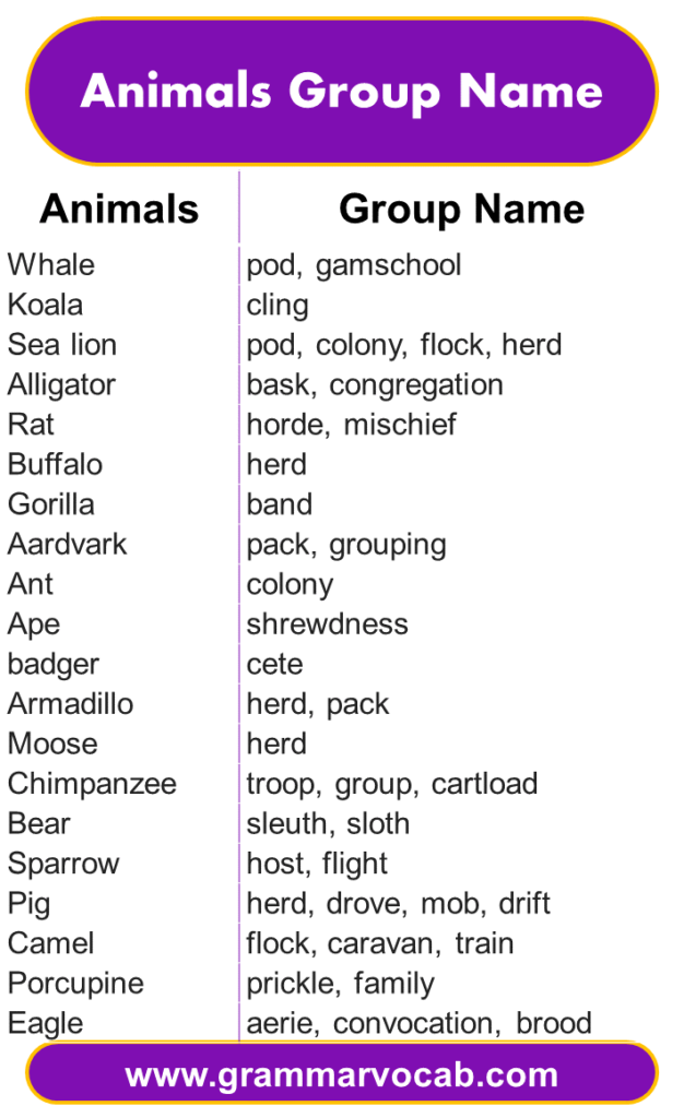 Animals Group Name: Animals Vocabulary | PDF - GrammarVocab