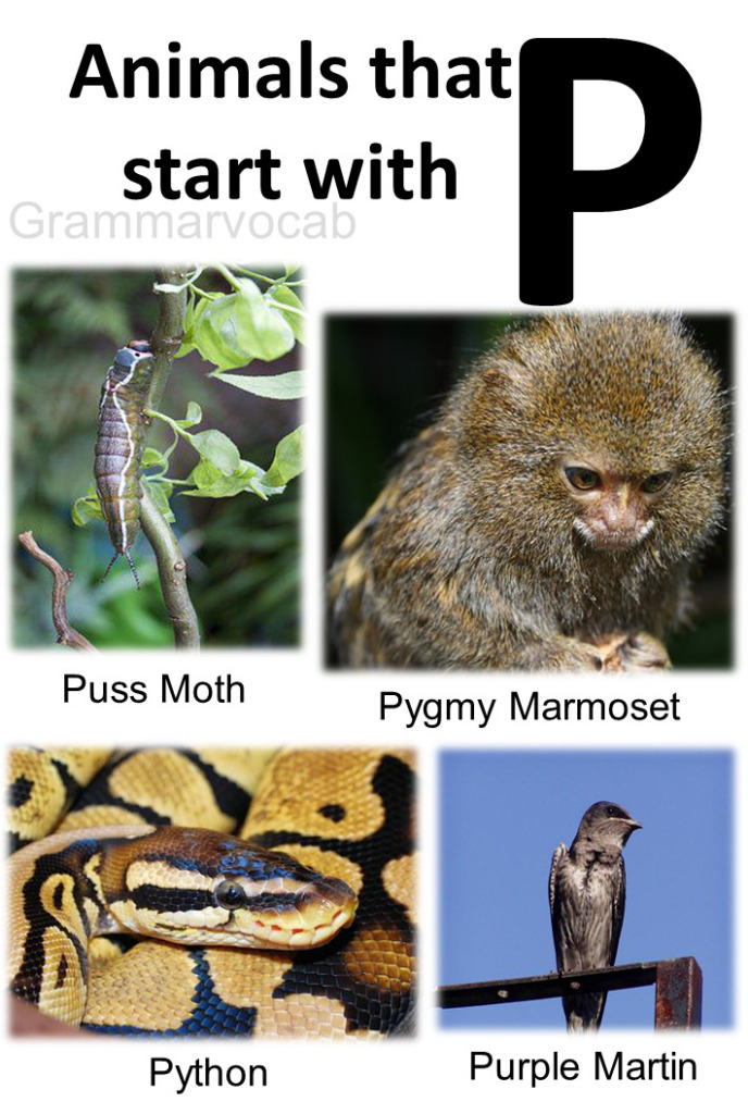 Animals That Start With P | Images - GrammarVocab