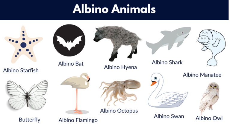 Albino Animals List | Pictures - GrammarVocab