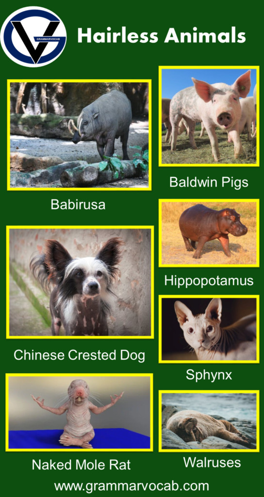 List of Hairless Animals Names, Facts, Pictures - GrammarVocab