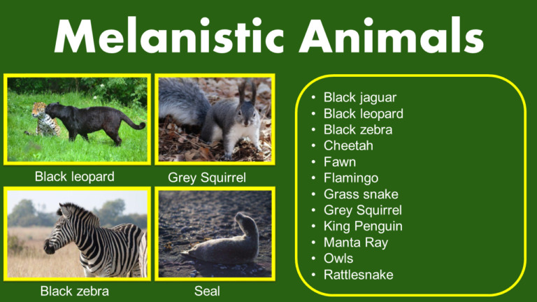 List Of Melanistic Animals | Pictures, PDF - GrammarVocab