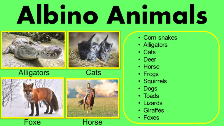 Albino Animals List - GrammarVocab