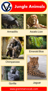 List of Jungle Animals Names | Pictures - GrammarVocab
